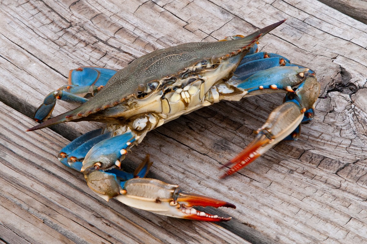 An Artistic Rendition of My Chesapeake Bay Blue Crab | Bay Photos by Donna