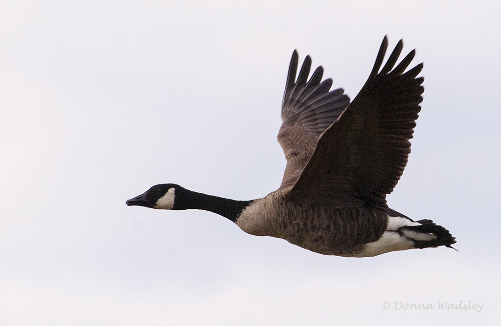 Canada Geese | Bay Photos by Donna