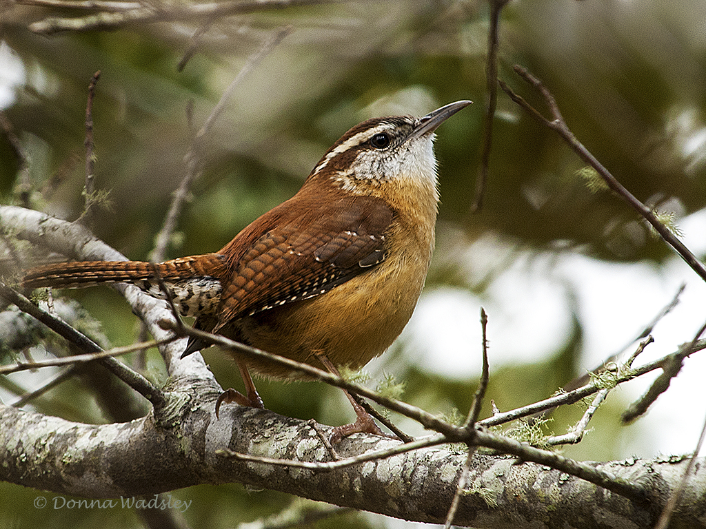 Chattering Carolina Wrens | Photos by Donna