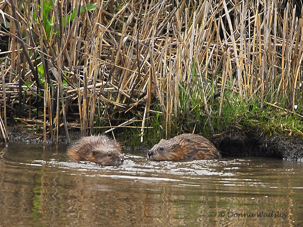 Muskrat Love | Bay Photos by Donna