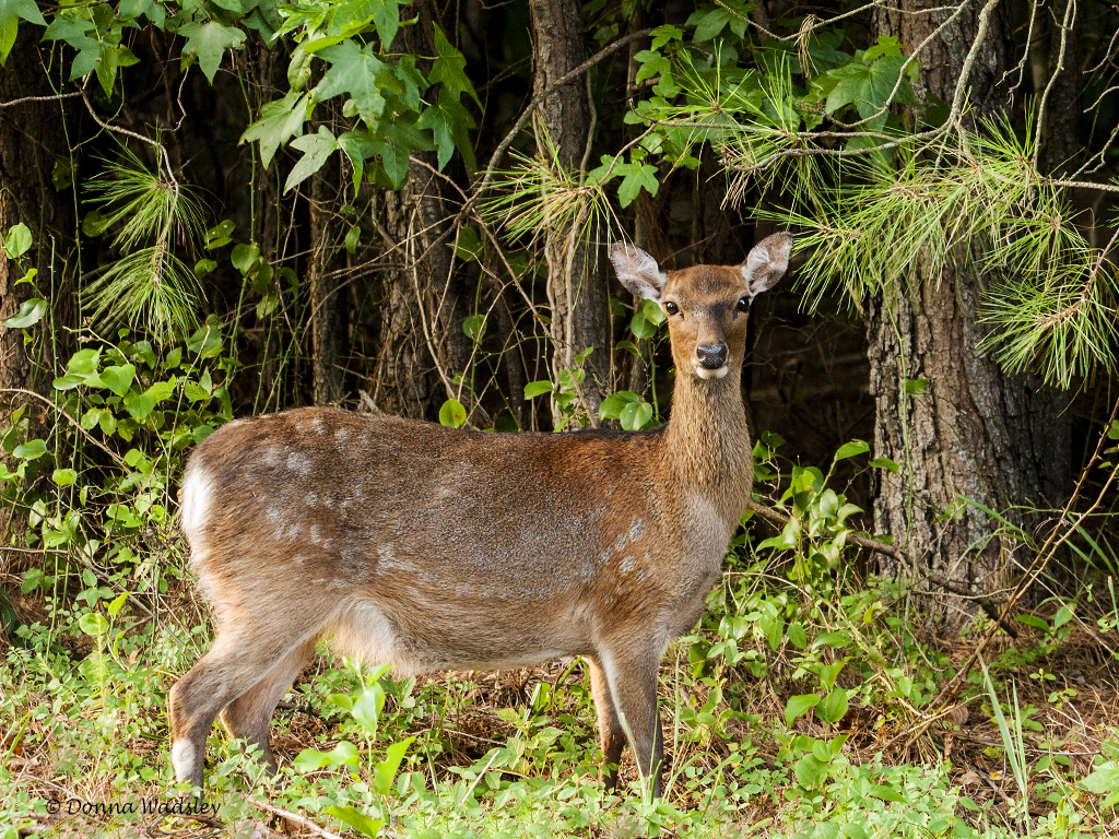 Sika Deer and White-tailed Deer | Bay Photos by Donna