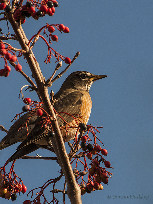 American Robins in the Fall | Photos by Donna