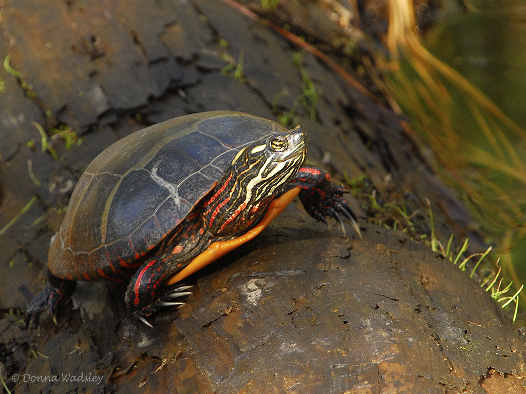 Autumn Turtles at Blackwater NWR | Photos by Donna