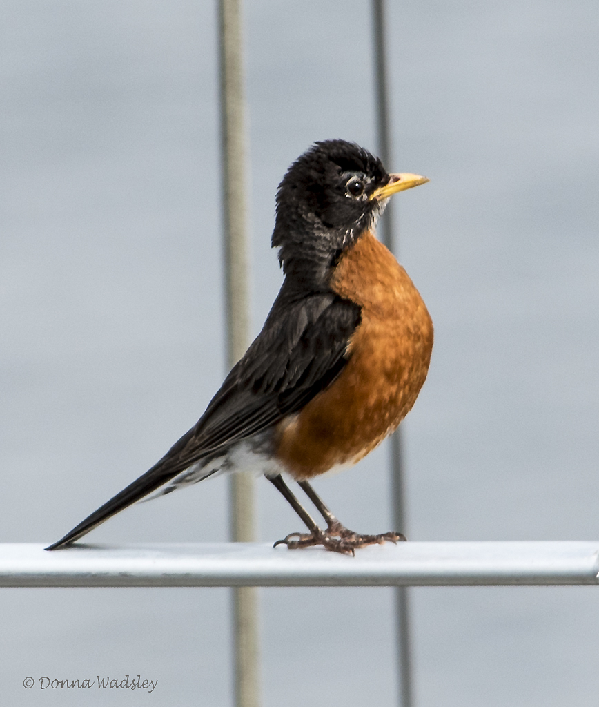 American Robin: Proud Profile | Bay Photos by Donna