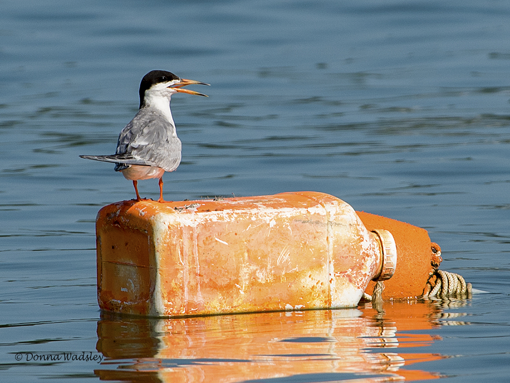 Common Tern on a Float | Bay Photos by Donna