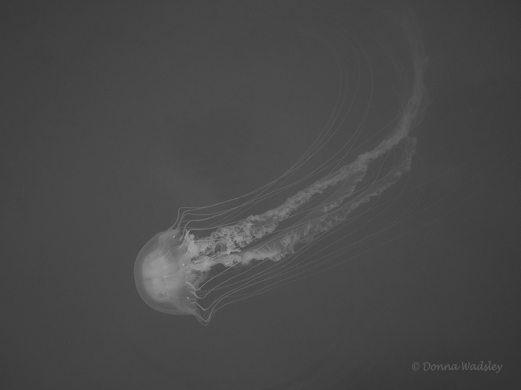 Chesapeake Bay Sea Nettles – Water Ballet II | Photos by Donna