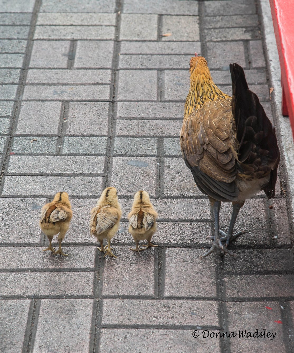 Key West Gypsy Chickens | Bay Photos by Donna