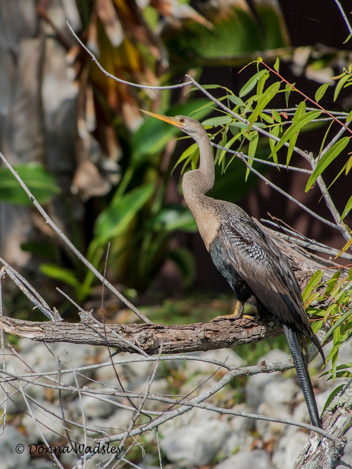 Anhinga Male and Female Comparison | Bay Photos by Donna