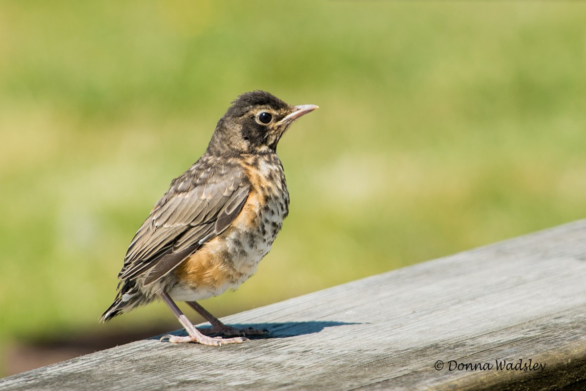 Momma Robin and Her Baby | Bay Photos by Donna