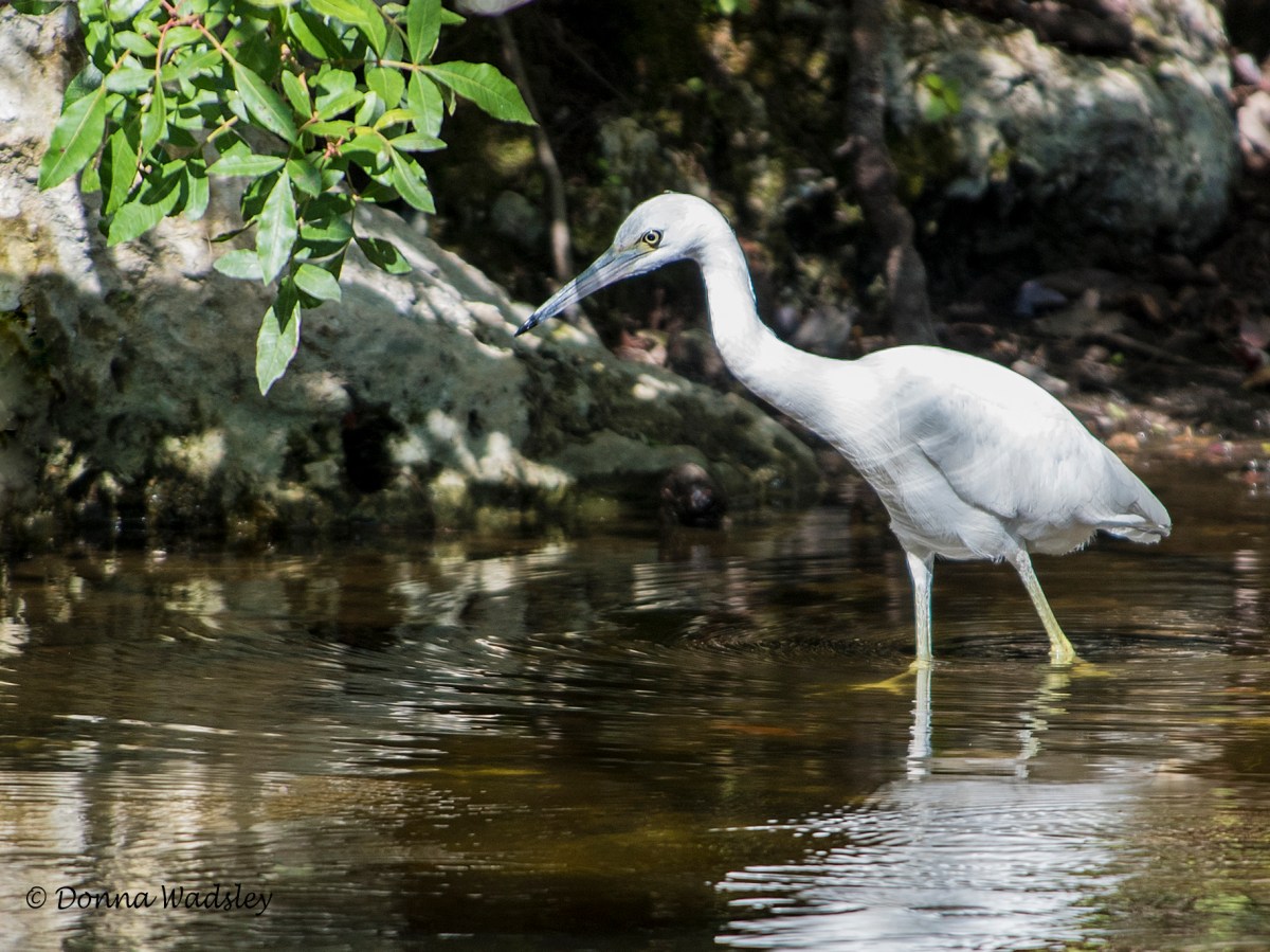 Little Blue Heron – Adults & Juveniles | Photos by Donna