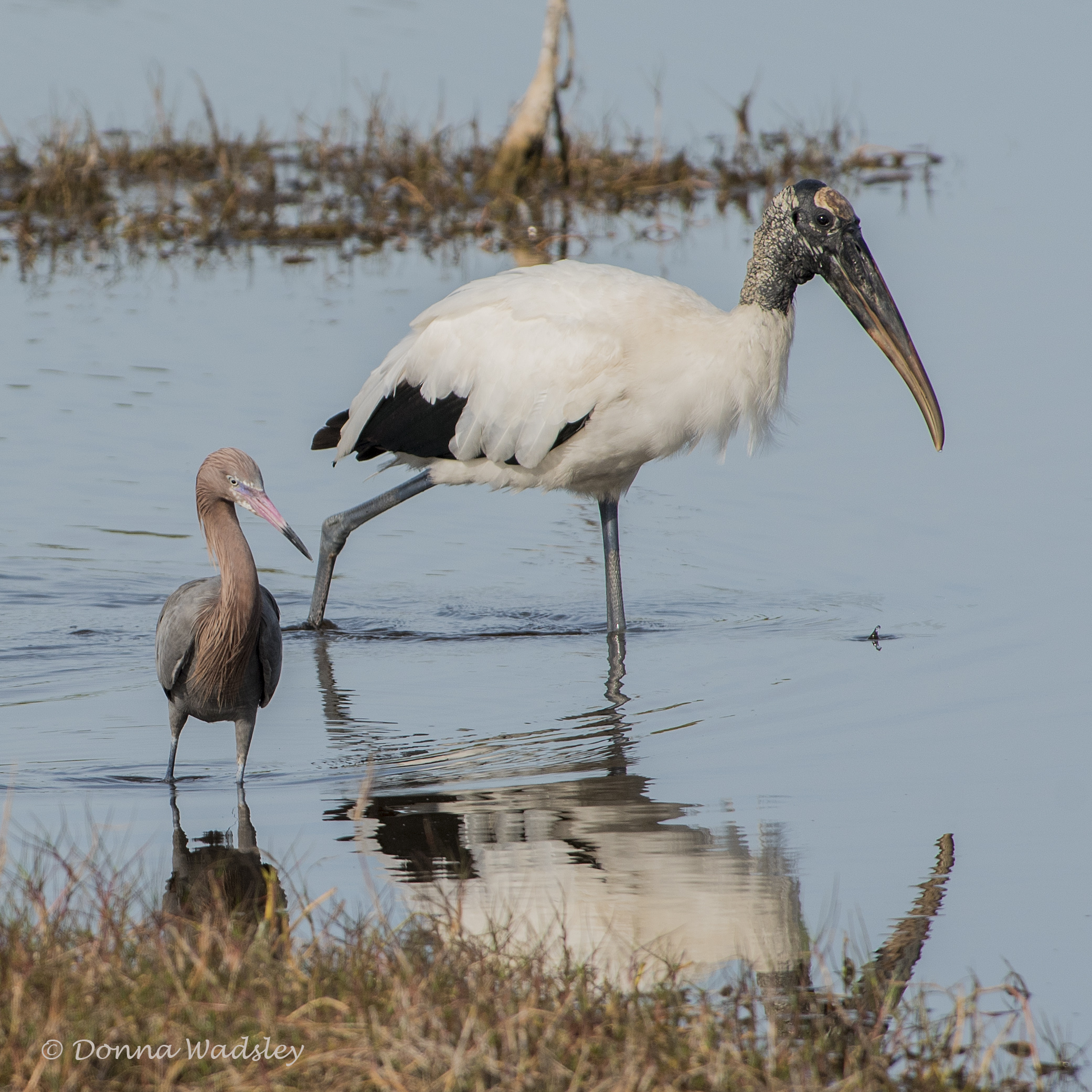 Wood Stork Foraging Past A Reddish Egret | Bay Photos by Donna