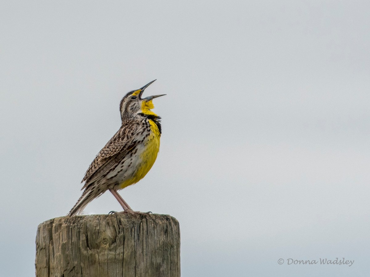 Badlands National Park – Birds | Bay Photos by Donna