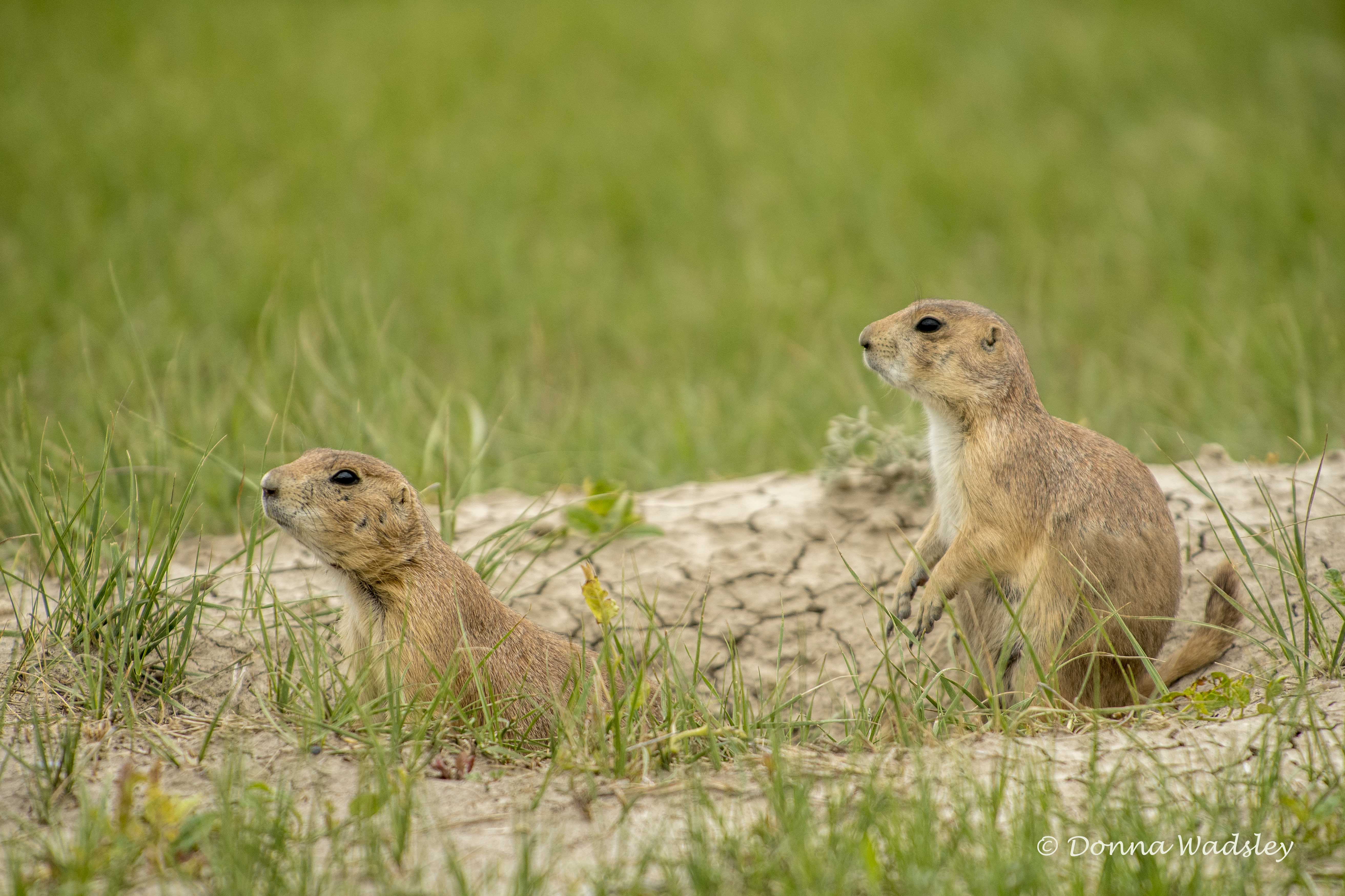 Badlands National Park – Prairie Dogs | Bay Photos by Donna