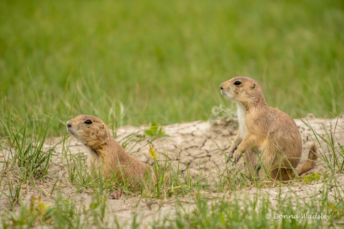 Badlands National Park – Prairie Dogs | Bay Photos by Donna