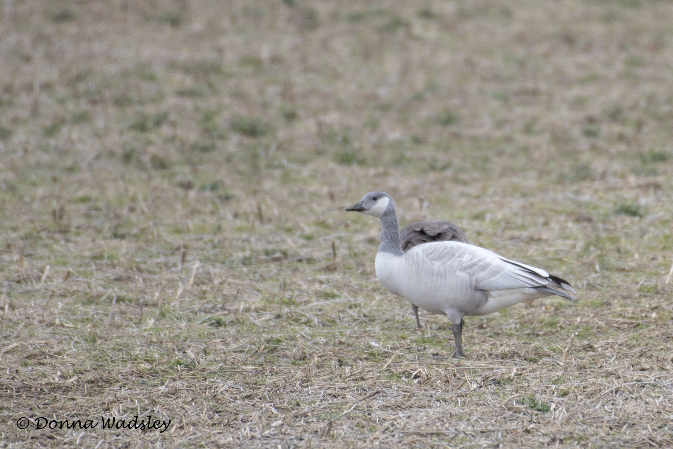 Leucistic Canada Geese | Bay Photos by Donna