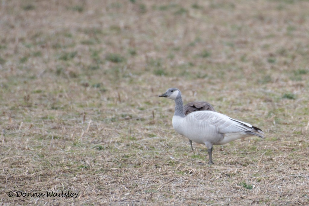 Leucistic Canada Geese | Bay Photos by Donna