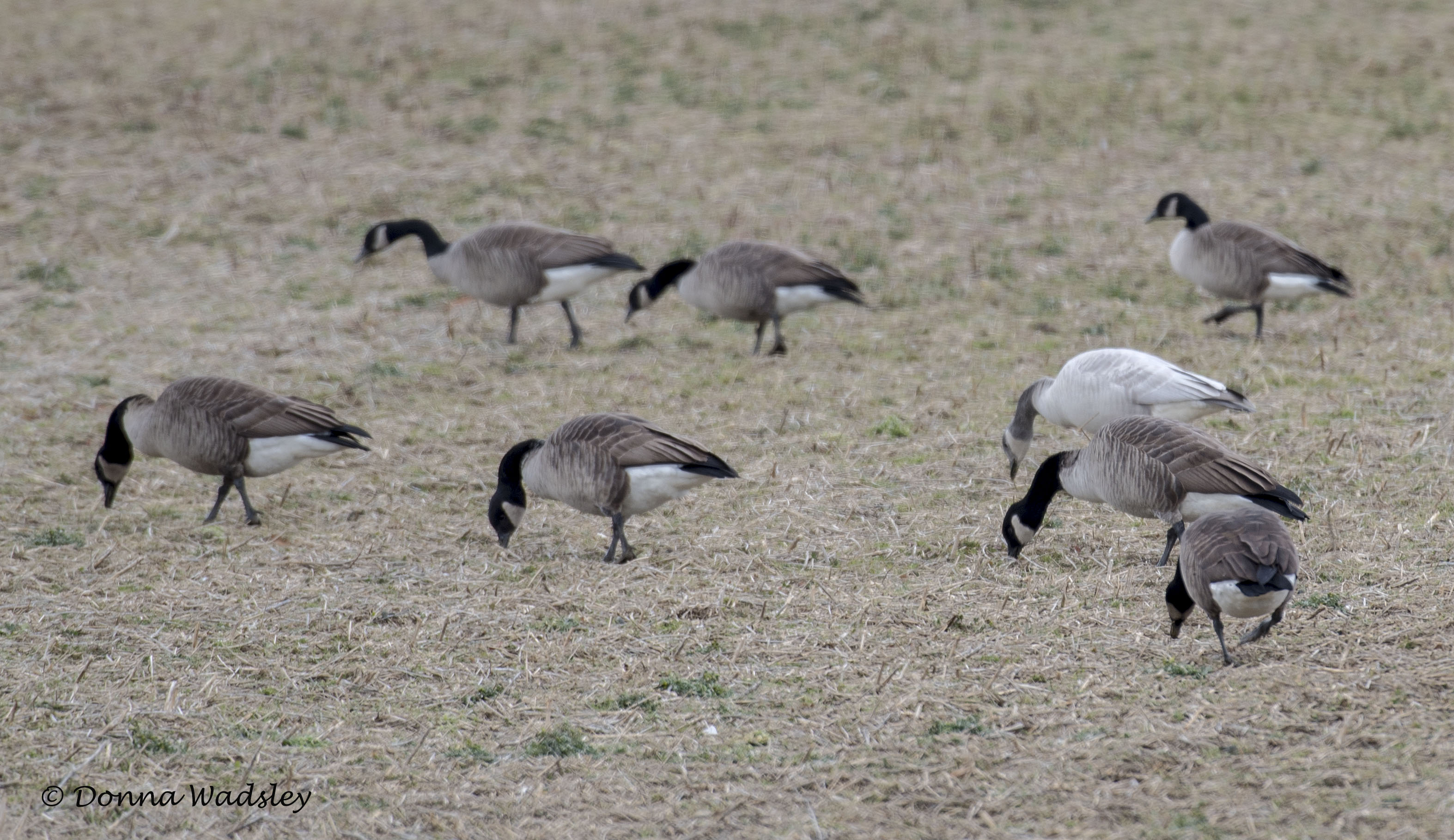 Leucistic Canada Geese | Bay Photos by Donna