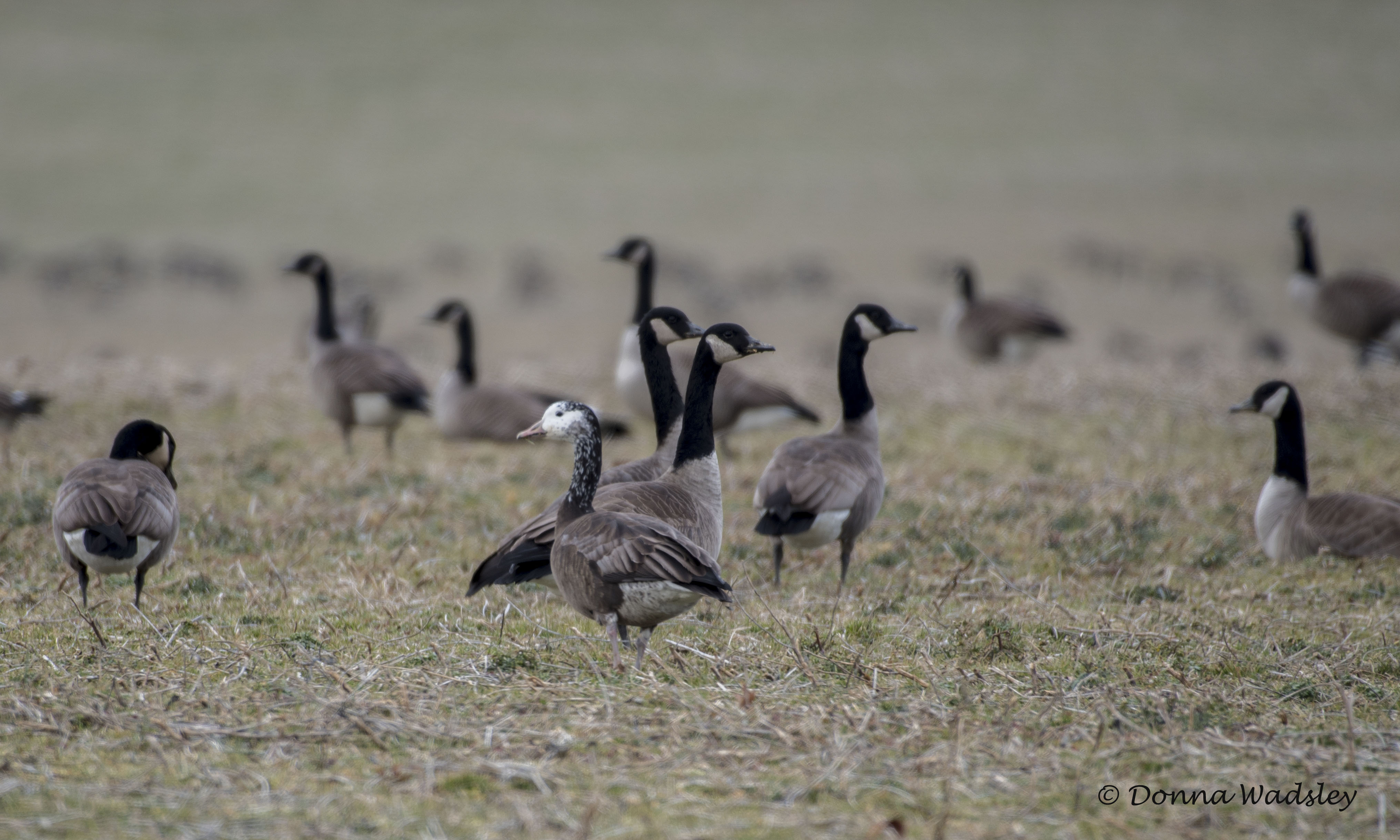 Leucistic Canada Geese | Bay Photos by Donna