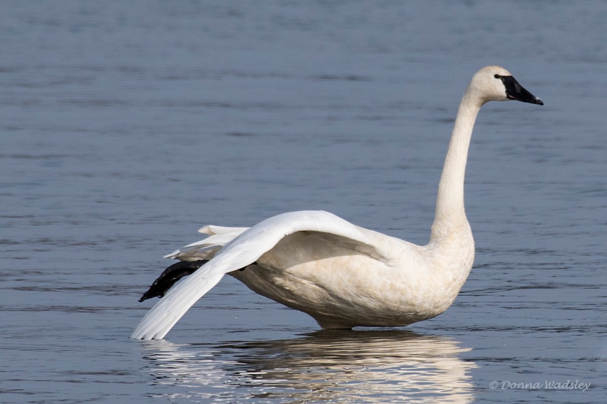 Tundra Swan Stretch | Photos by Donna