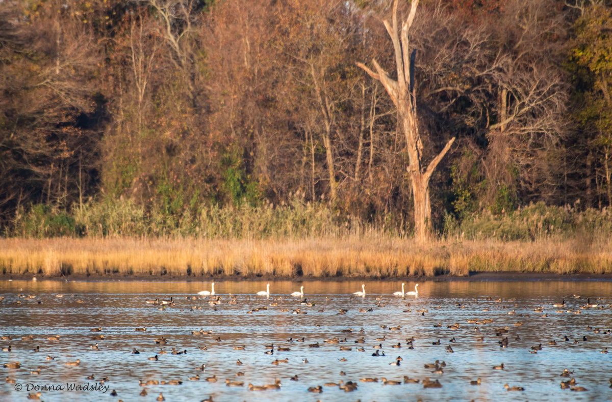 Winter Waterfowl | Photos by Donna