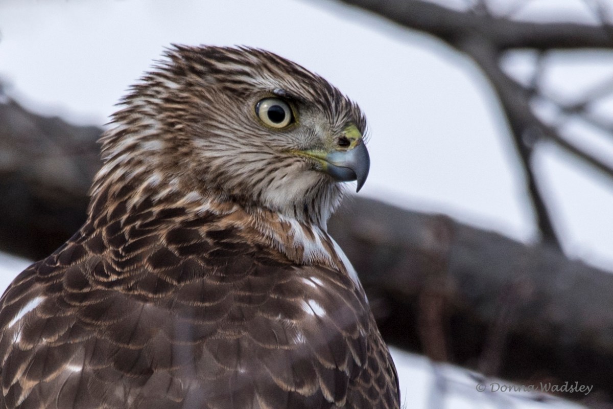 Raptors in Trees | Bay Photos by Donna