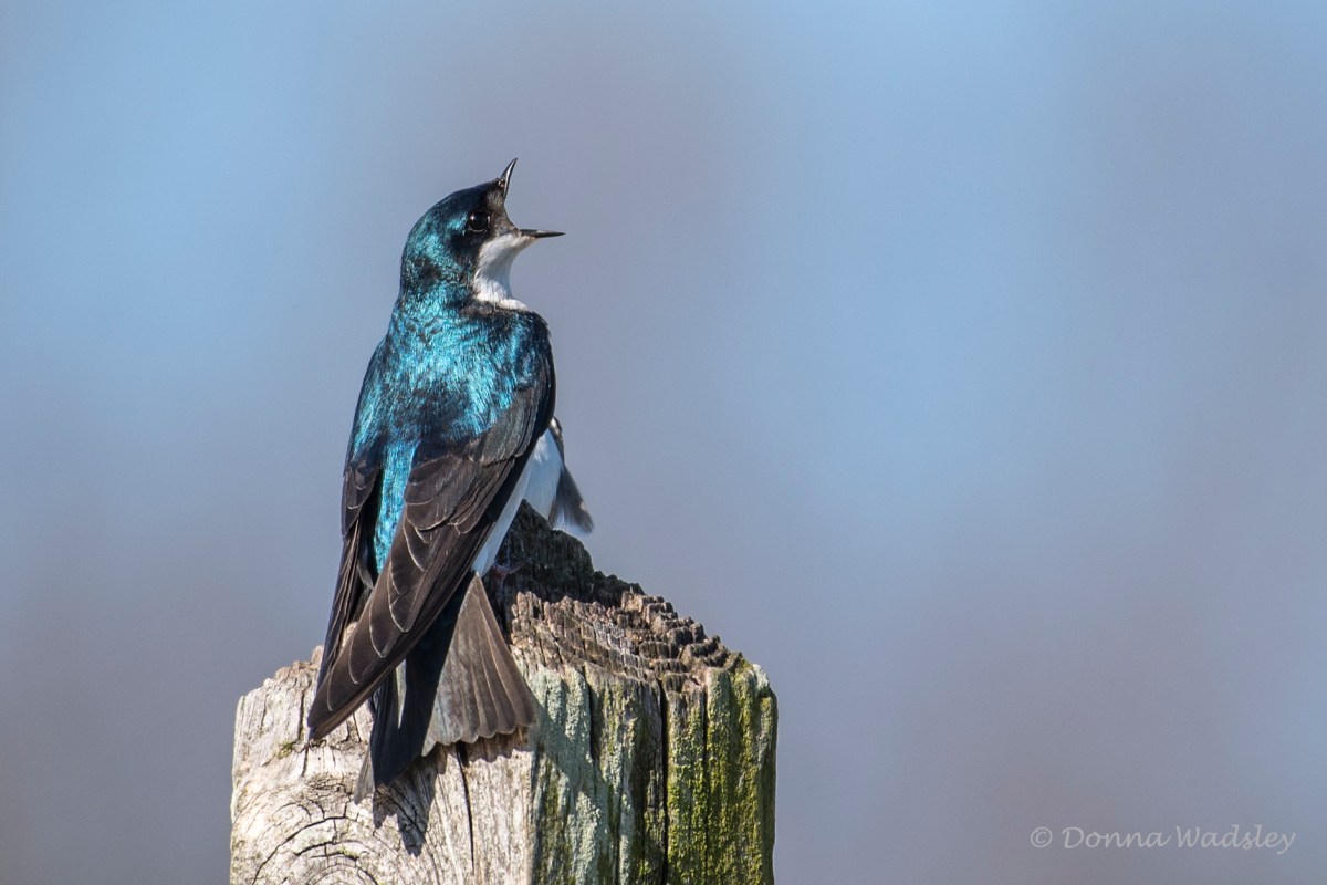 Tree Swallows and Eastern Bluebirds | Bay Photos by Donna