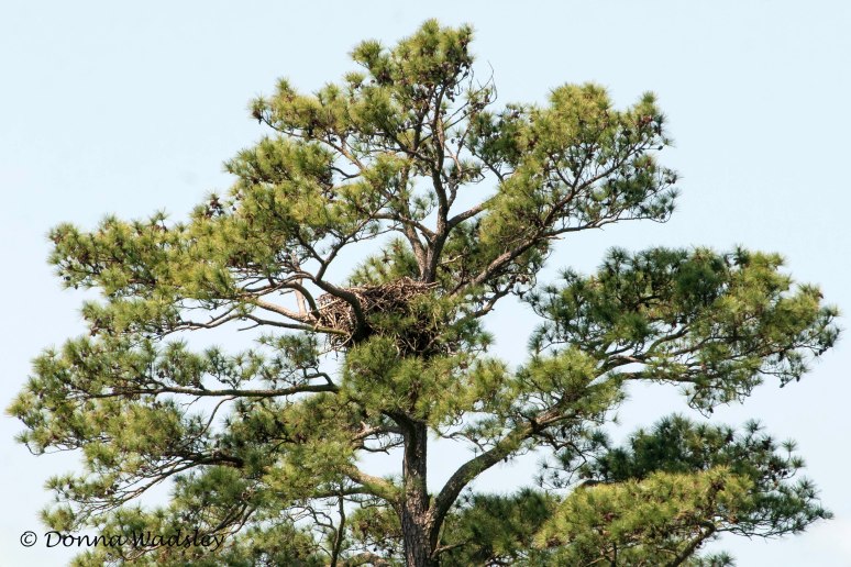 Bald Eagle Nest at Blackwater NWR | Bay Photos by Donna